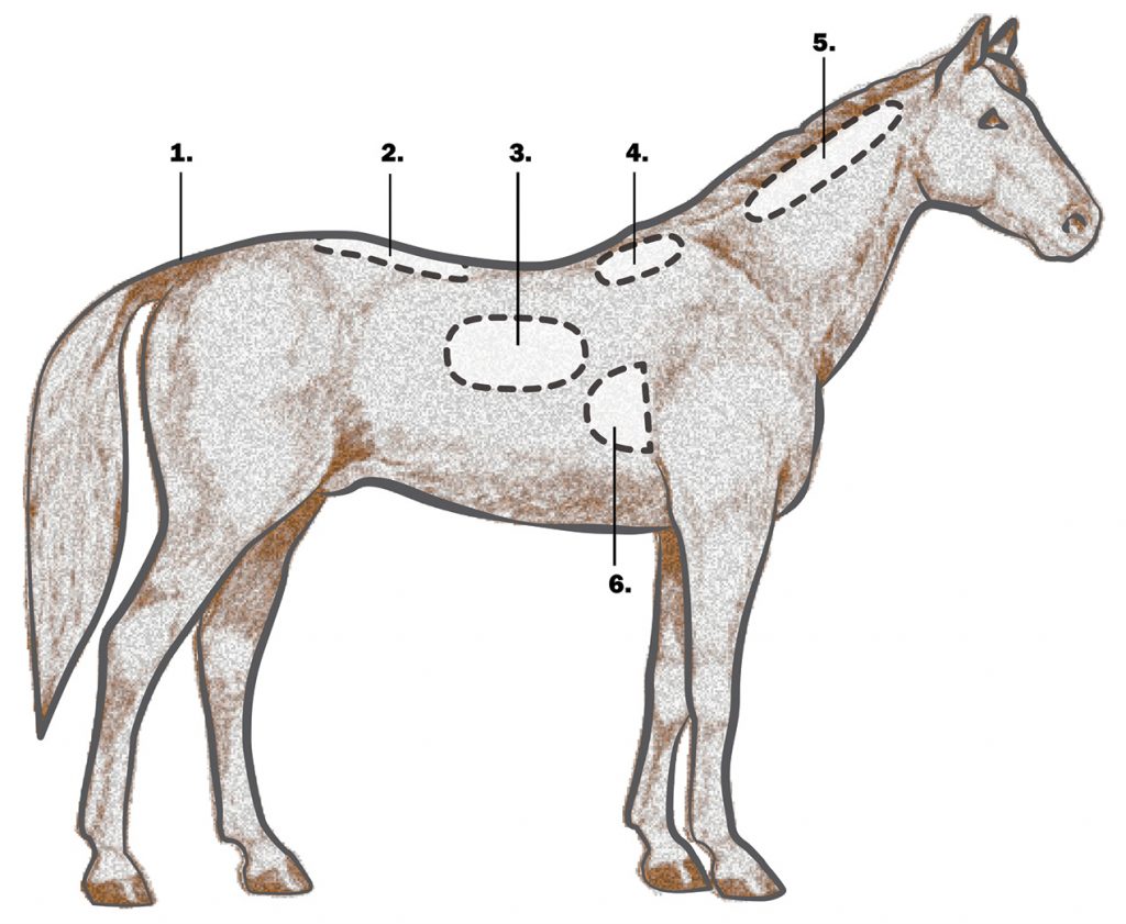 Is Your Horse a Healthy Weight? All About Body Condition Scores - The ...