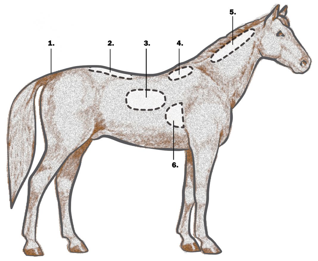 Is Your Horse a Healthy Weight? All About Body Condition Scores - The ...