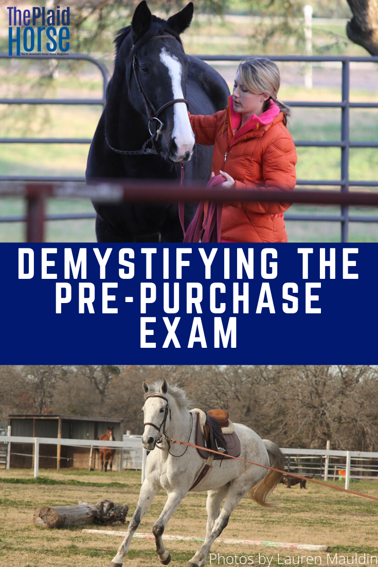Demystifying the Pre-Purchase Exam - The Plaid Horse Magazine