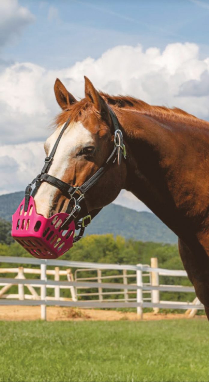 The Ultimate Grazing Muzzle Guide - The Plaid Horse Magazine