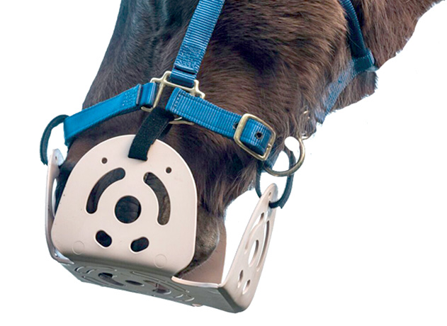 The Ultimate Grazing Muzzle Guide - The Plaid Horse Magazine