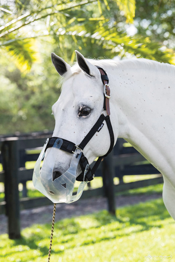 The Ultimate Grazing Muzzle Guide - The Plaid Horse Magazine