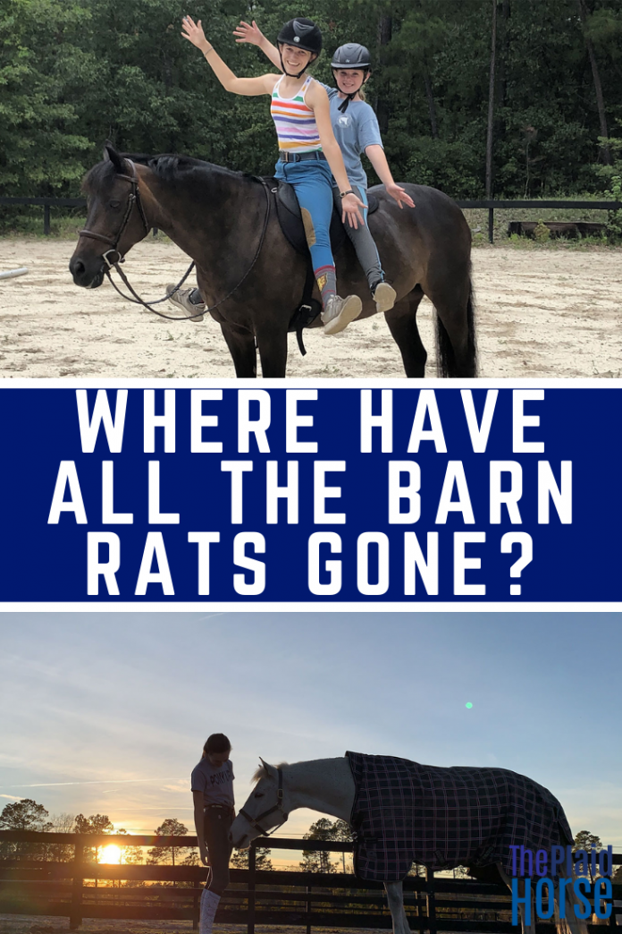 Where Have All the Barn Rats Gone? - The Plaid Horse Magazine