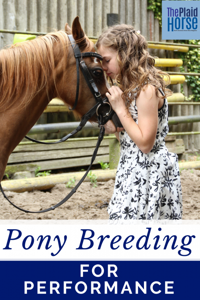 Pony Breeding for Performance - The Plaid Horse Magazine