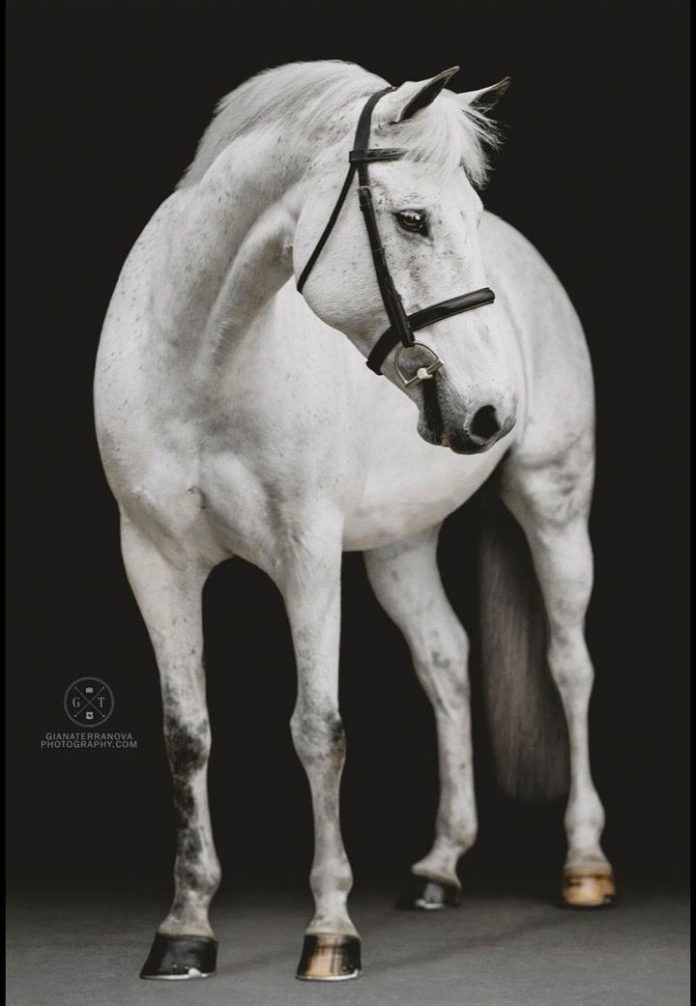 Making Lemonade from Lemons: Bettering Our Pony During the Pandemic ...