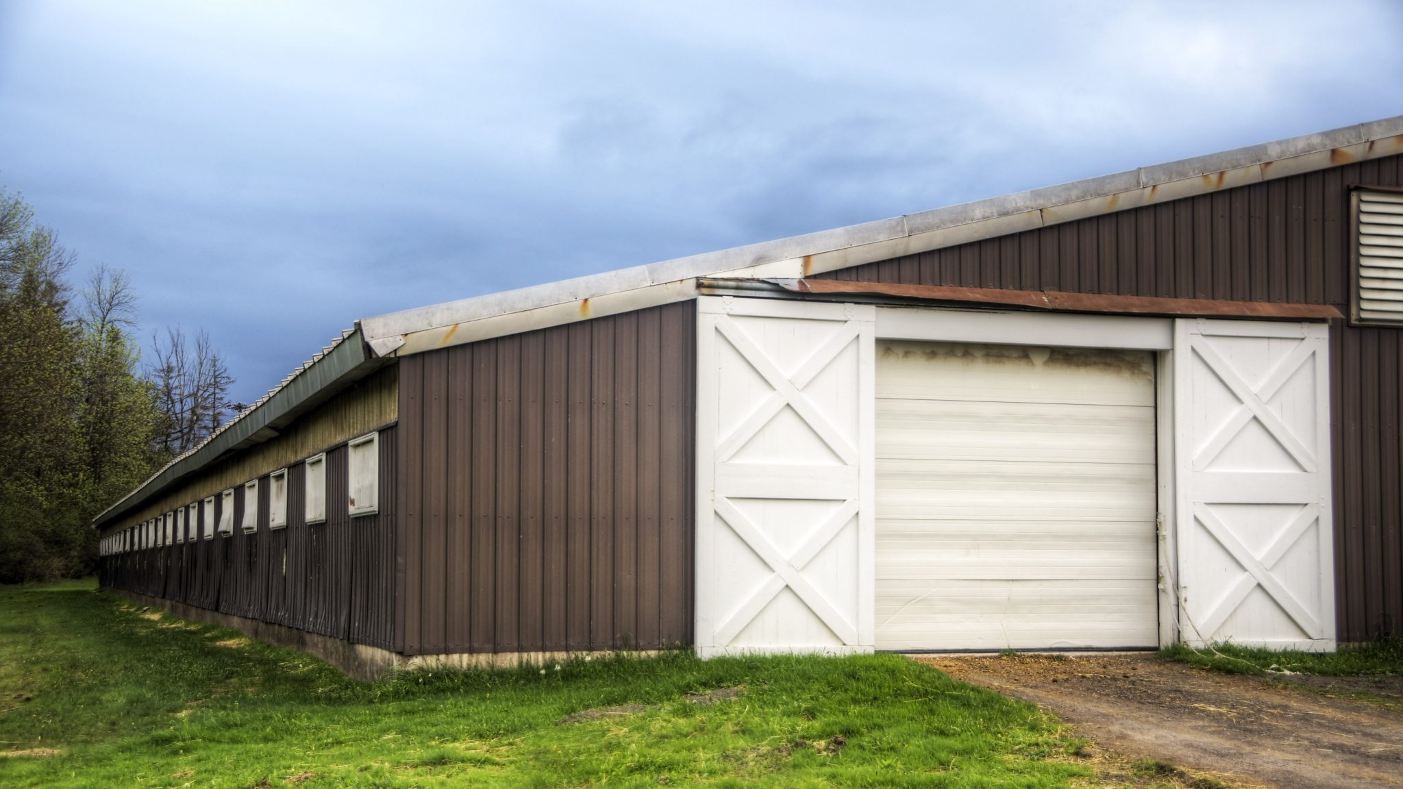 How to Deal with Mice or Rats in Your Horse Stables - The Plaid Horse ...