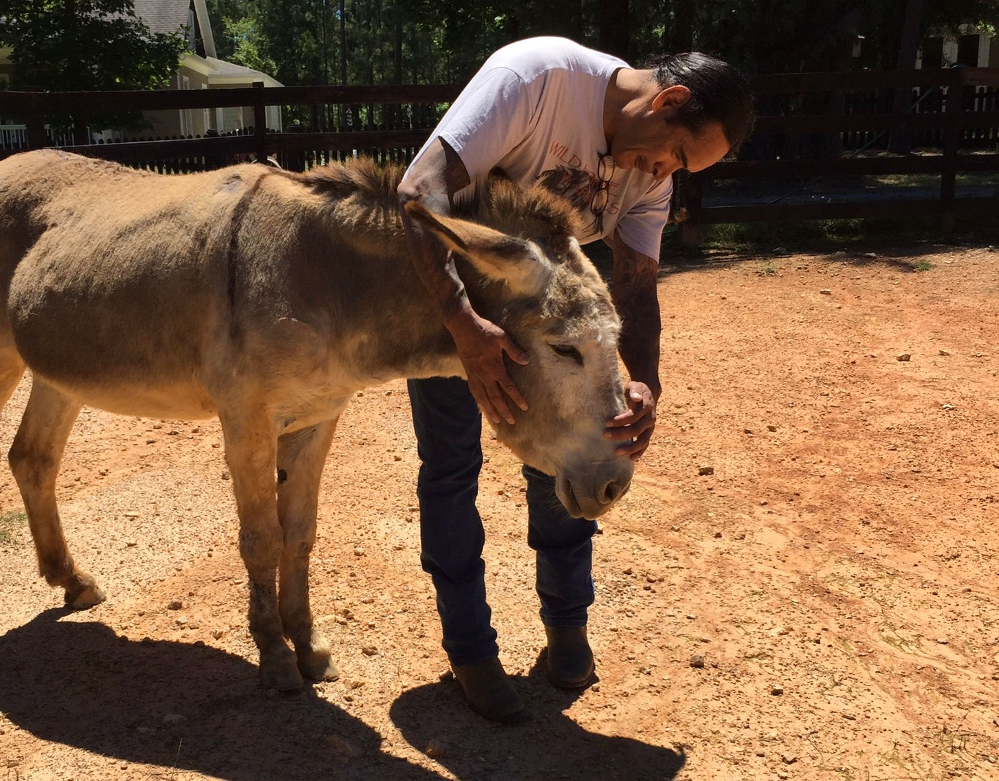 Wild No More: How An Ex-Offender Tamed My Donkey and Taught Me About ...