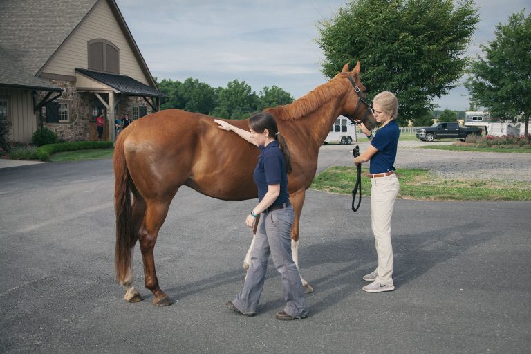 Breaking Down the Prepurchase Exam - The Plaid Horse Magazine