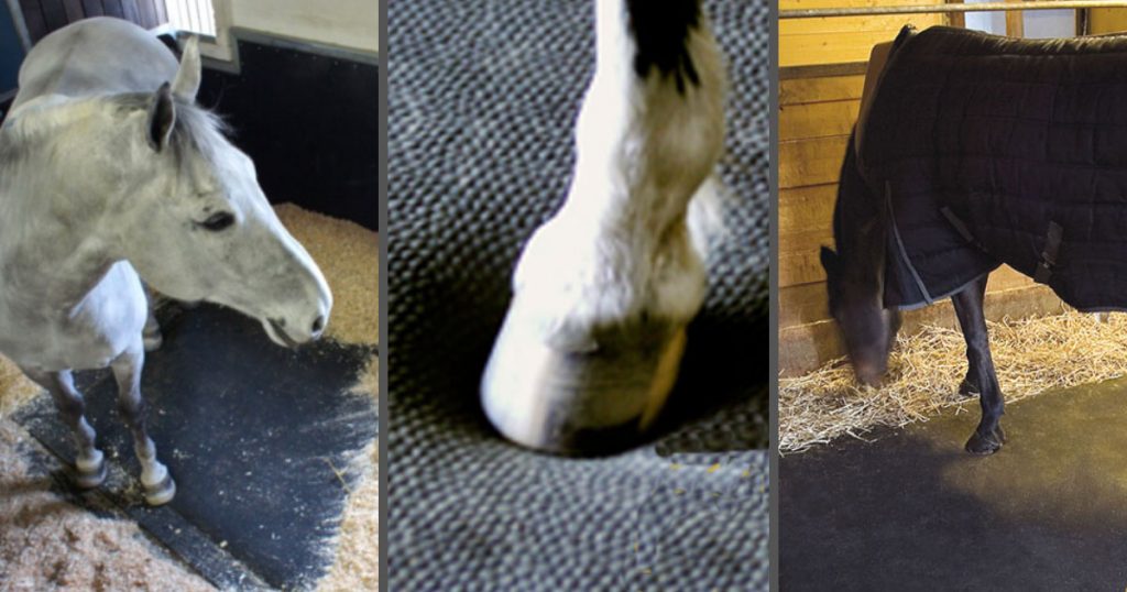 From the Ground Up: 5 Benefits of the SoftBed Comfort Stall Mattress ...