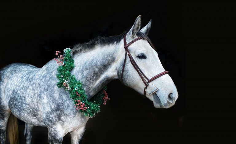 How To Create Holiday Horse Photos With Your Cell Phone Camera The Plaid Horse Magazine