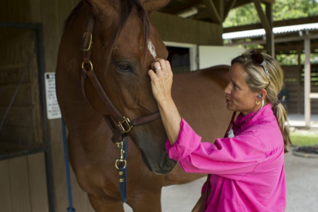 Considerations for the Aging Performance Horse - The Plaid Horse Magazine