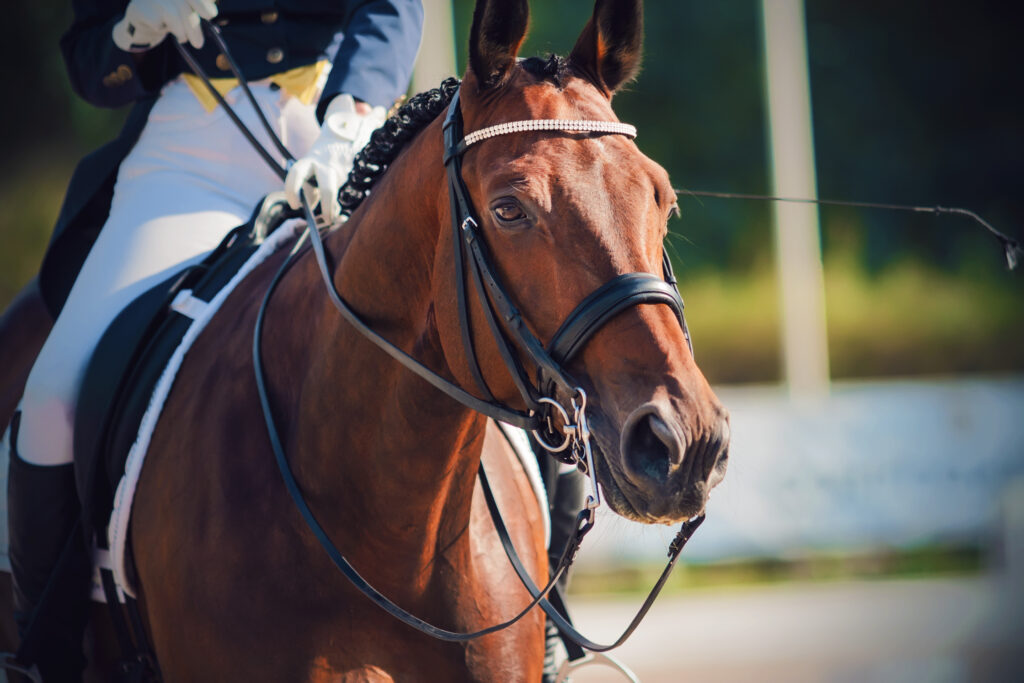 Considerations for the Aging Performance Horse - The Plaid Horse Magazine