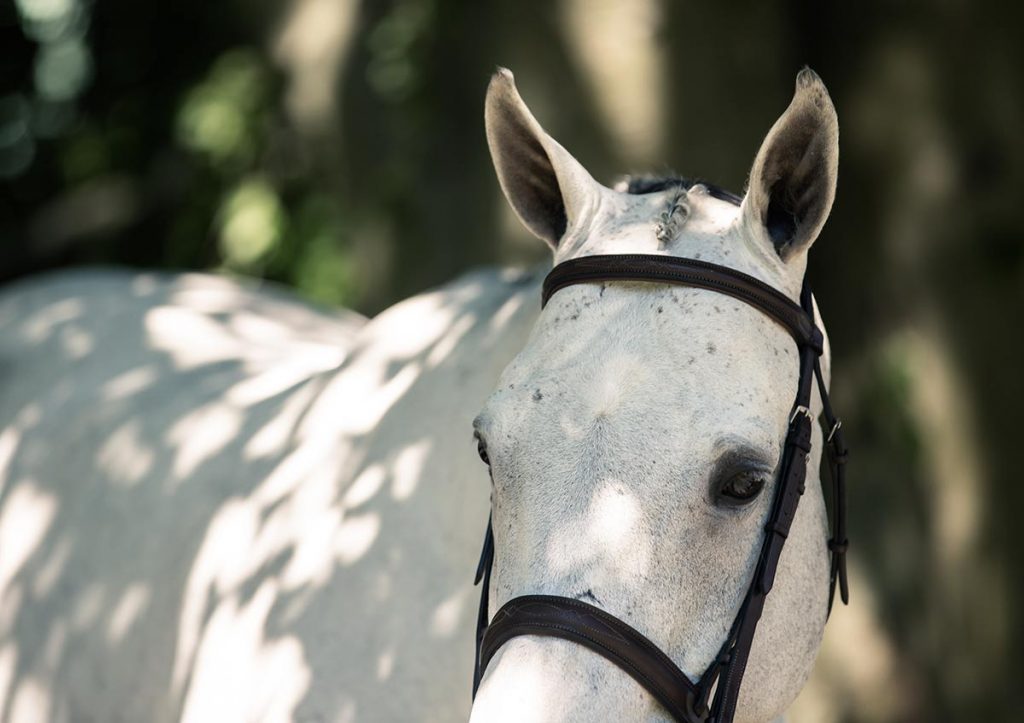 Controlling the Uncontrollable with Horses - The Plaid Horse Magazine