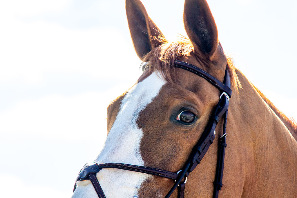 How to Become the Equestrian Your Horse Wants You to Be - The Plaid ...