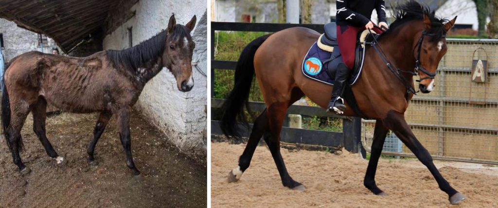 Irish Horses: the Stuff of Myth, Tragedy & Triumph - The Plaid Horse ...