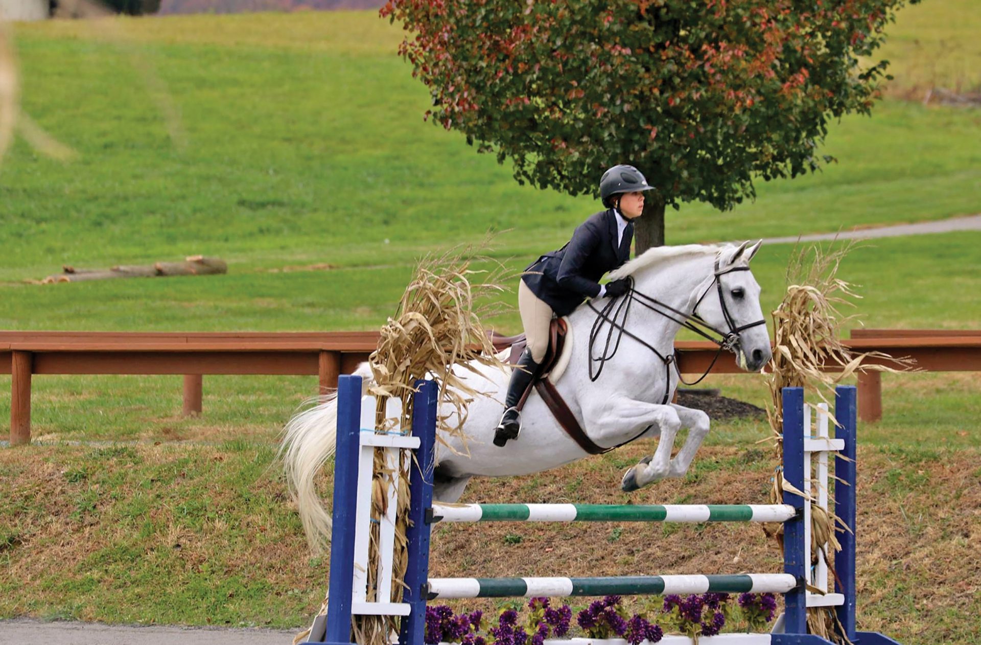 The ‘‘Step Down’’ Horse: A Secret Weapon of the Horse Show World - The ...