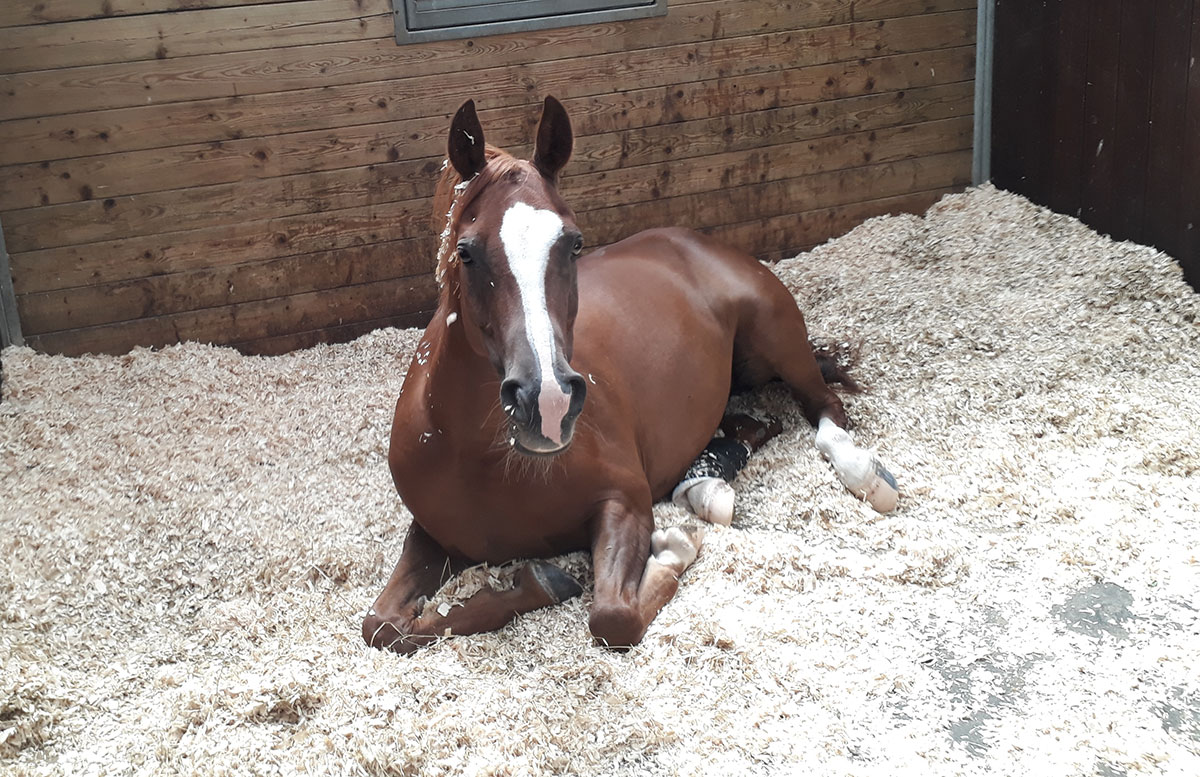 Nursing a Horse Back From a Fractured Leg - The Plaid Horse Magazine