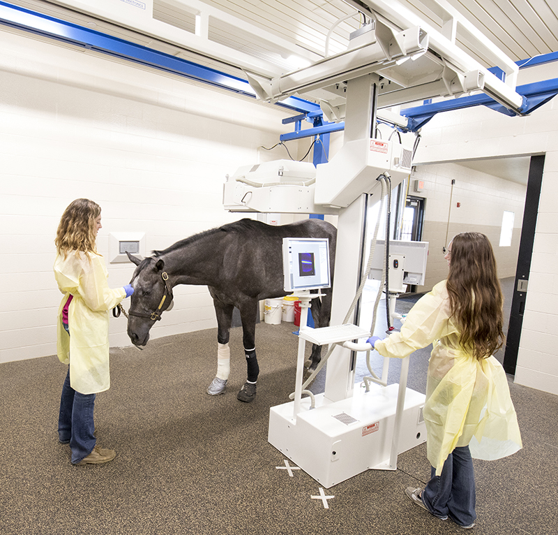 Purdue University Renames Its Acclaimed Equine Hospital to the Caesars ...