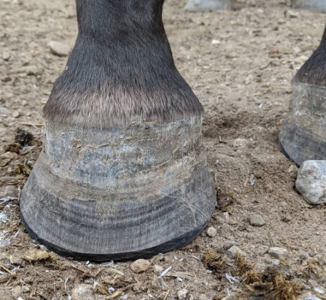 Going from Shod to Bare: A Hoof Care Pro’s Tips for Success - The Plaid ...