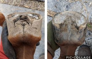 Going from Shod to Bare: A Hoof Care Pro’s Tips for Success - The Plaid ...
