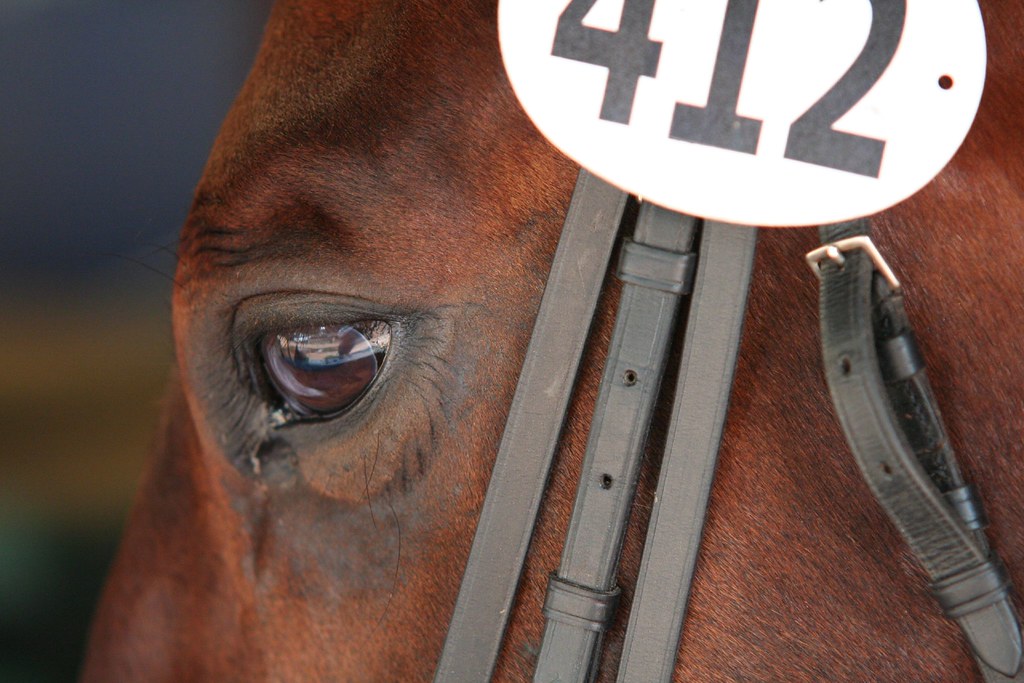Horse Show Husband and Dad—Dressage Edition - The Plaid Horse Magazine