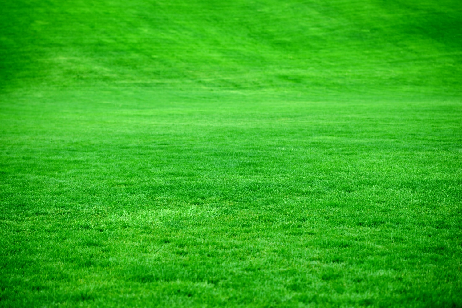 Get a nice and dense lawn - The Plaid Horse Magazine
