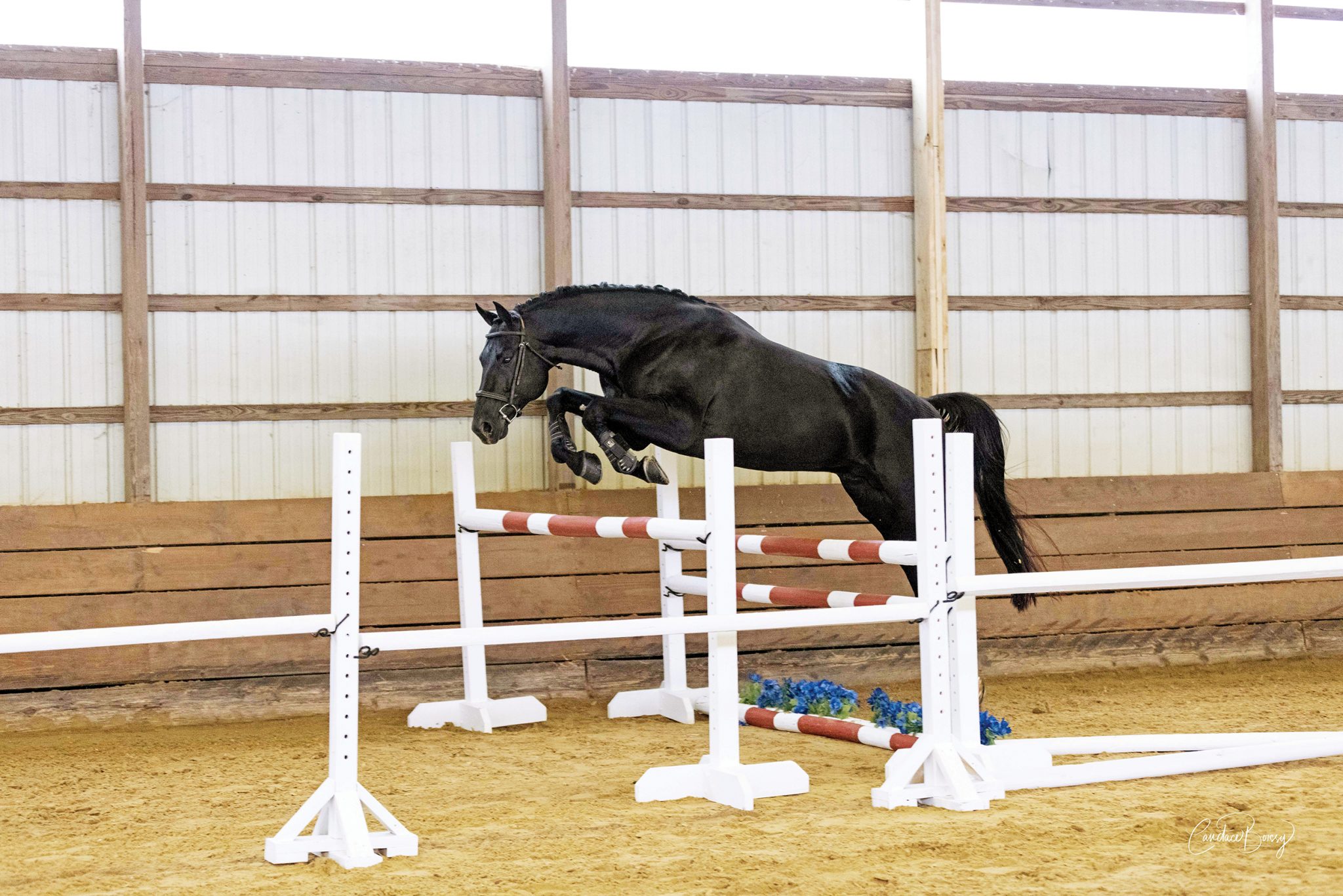 Hassinger Farm: Where the Passion For Horses Comes First - The Plaid ...