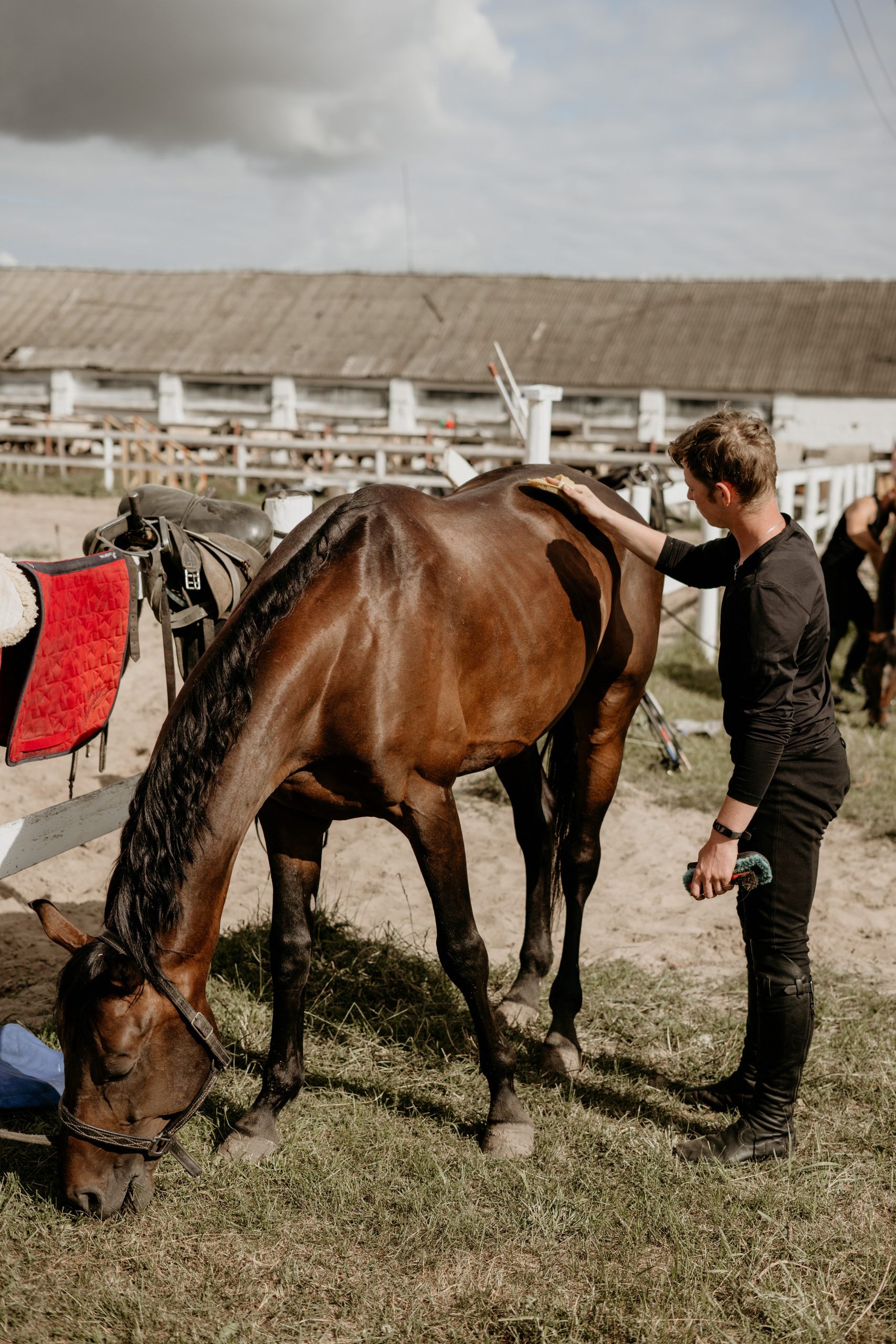 Easy Guide On How To Take Good Care of Your Horse - The Plaid Horse ...