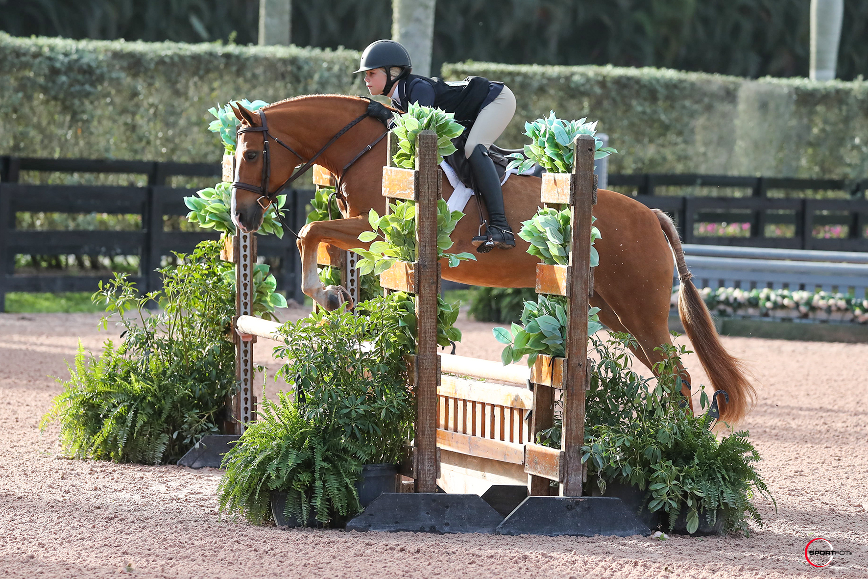 Ava Barnes and Prestige Continue Their Winning Ways in Large Pony ...