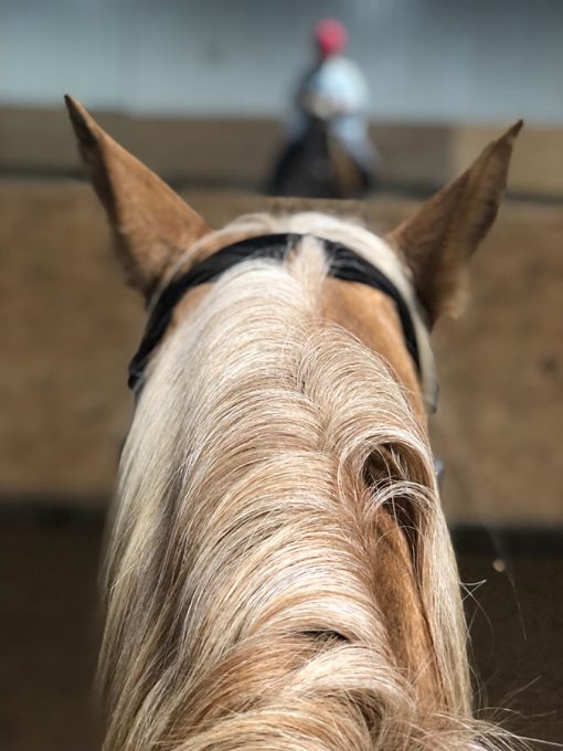 The Top 5 Things That Improved My Plus-Sized Riding Life - The Plaid ...