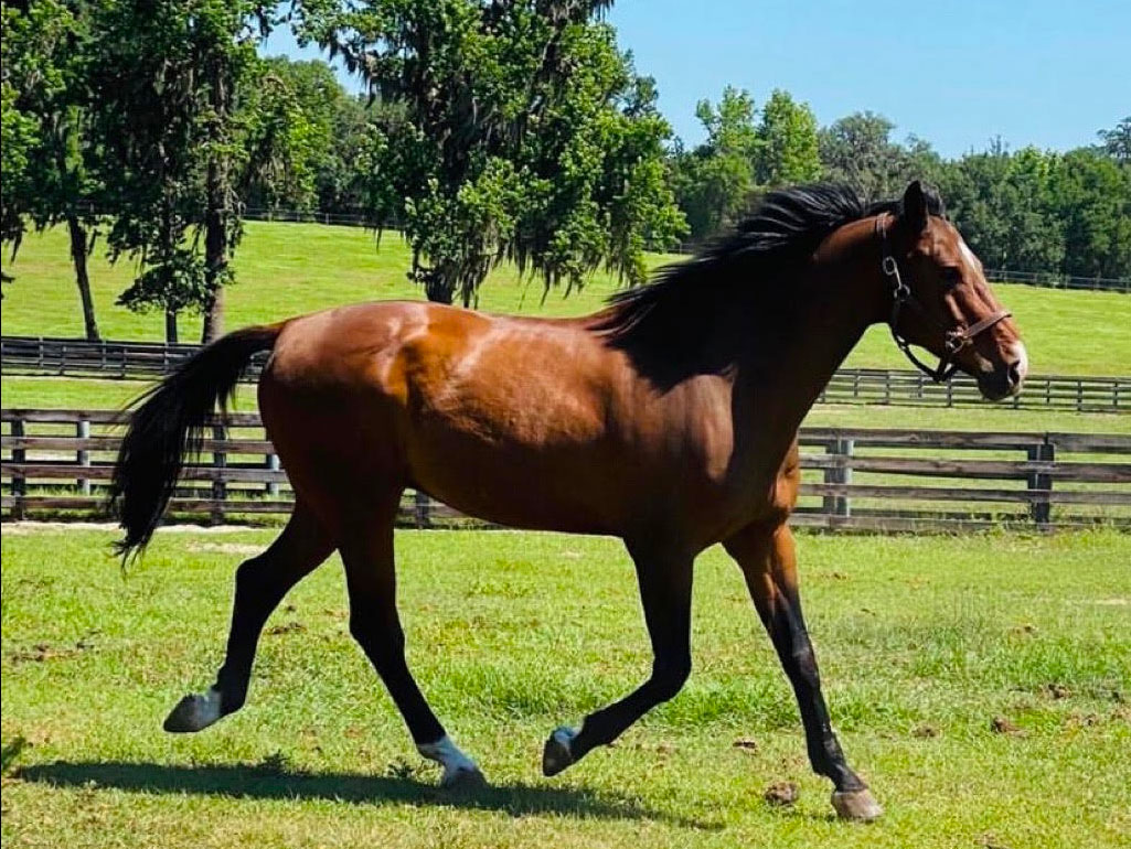 A BIG Horse Leaves a Large, Lasting Impact - The Plaid Horse Magazine