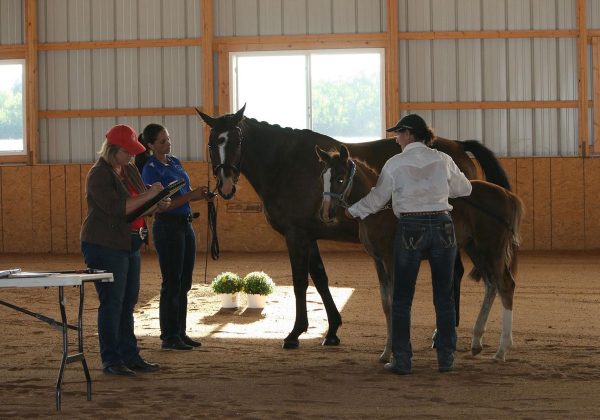 Stacey Reser and the Thoroughbred Comeback - The Plaid Horse Magazine