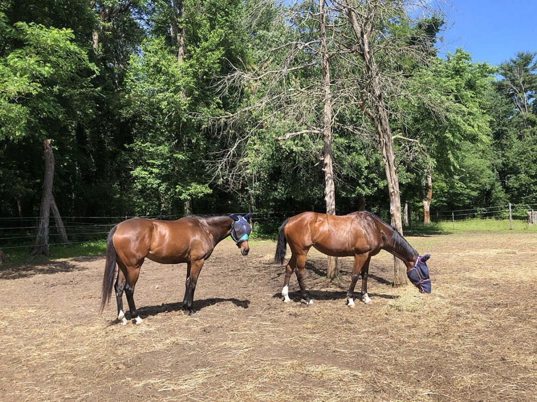 From Racehorse to Companion Pony - The Plaid Horse Magazine