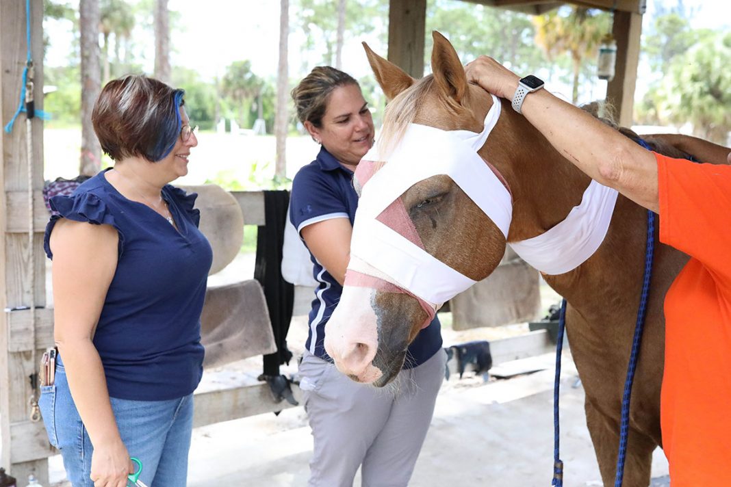 Hope In the Darkest Moments: Streaker and Majesty’s Journey with ...