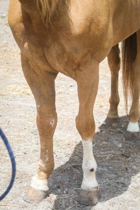 Hope In the Darkest Moments: Streaker and Majesty’s Journey with ...