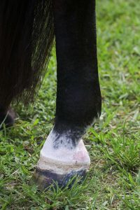 Hope In the Darkest Moments: Streaker and Majesty’s Journey with ...