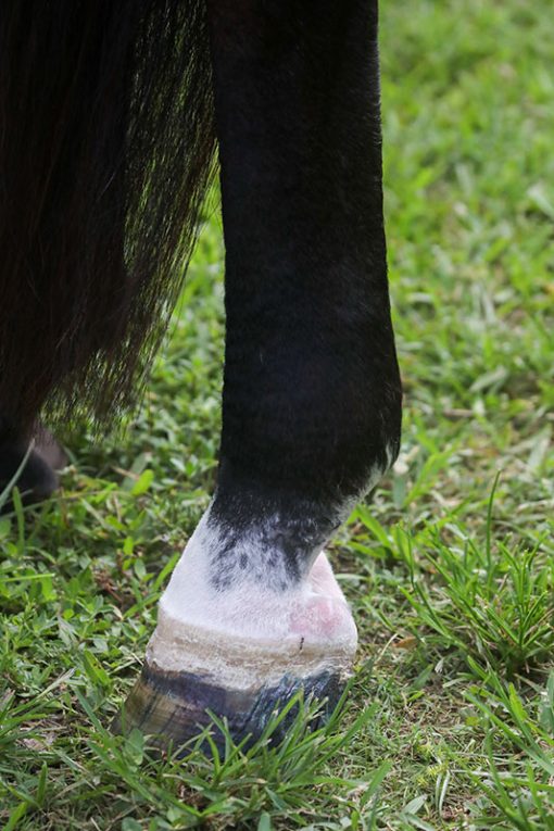 Hope In the Darkest Moments: Streaker and Majesty’s Journey with ...