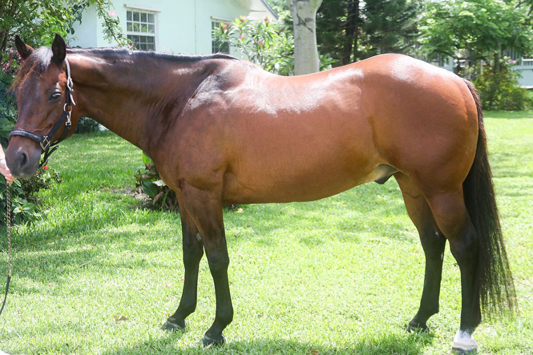 Hope In the Darkest Moments: Streaker and Majesty’s Journey with ...