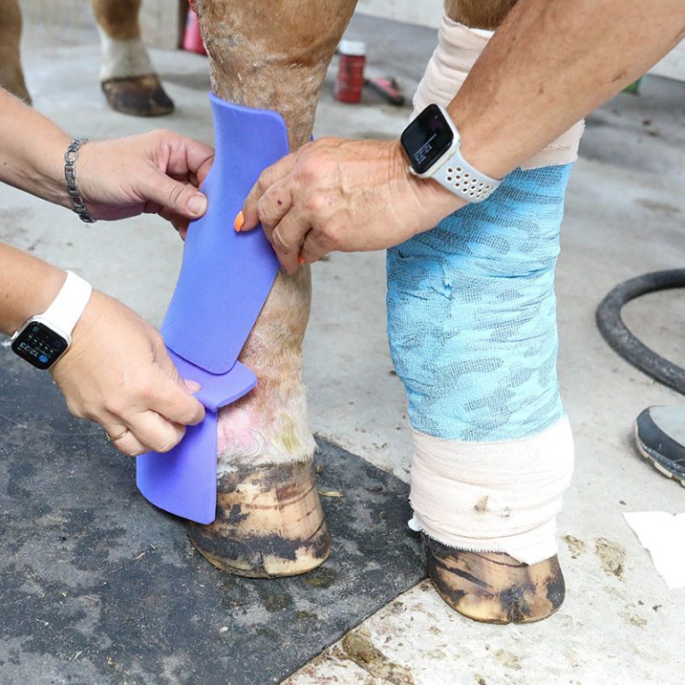 Hope In the Darkest Moments: Streaker and Majesty’s Journey with ...