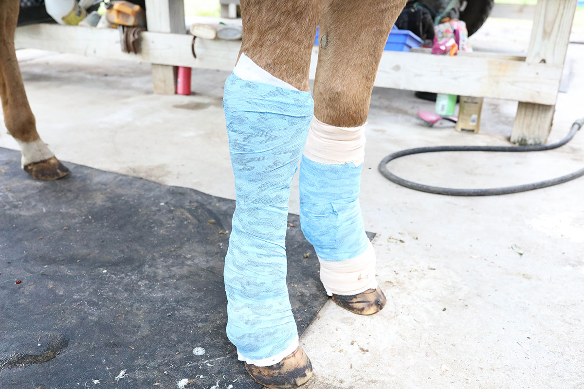 Hope In the Darkest Moments: Streaker and Majesty’s Journey with ...