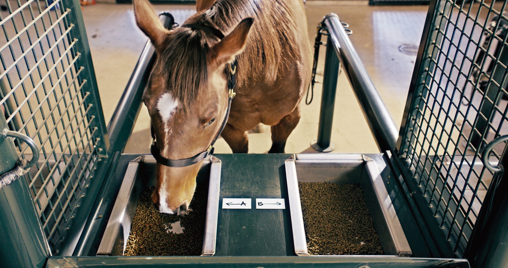PURINA: Demystifying Your Horse’s Nutritional Needs - The Plaid Horse ...