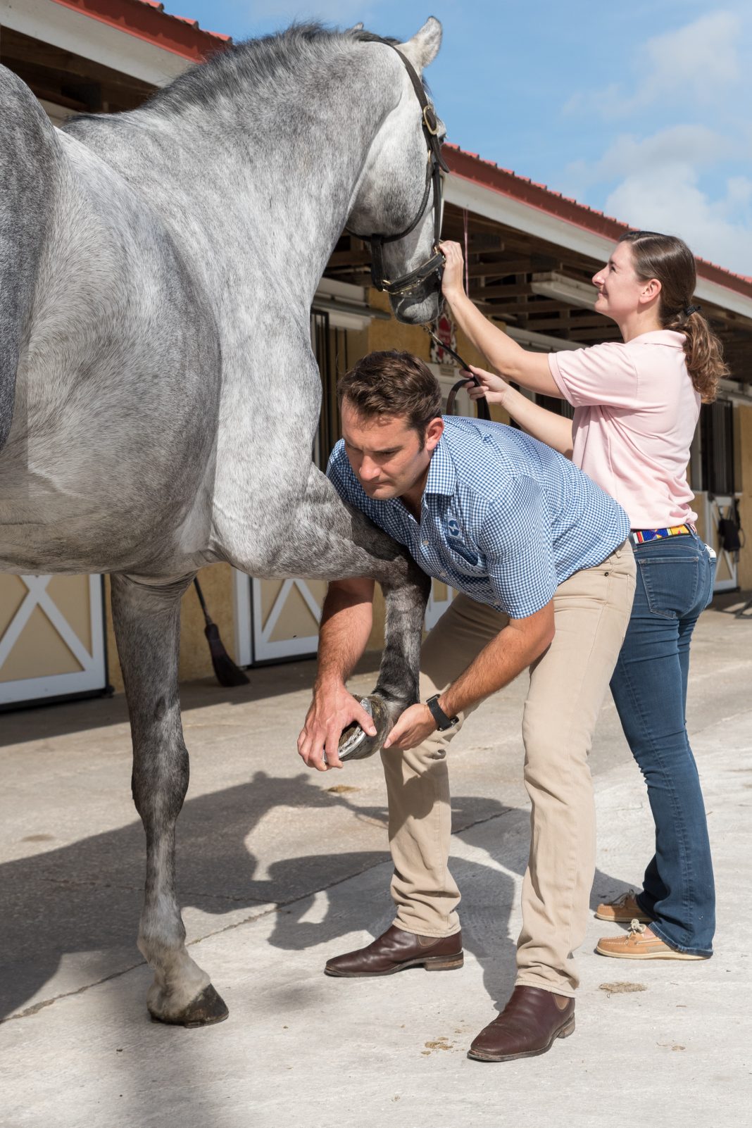 Understanding the Role of Flexion Tests in a Pre-Purchase Exam - The ...