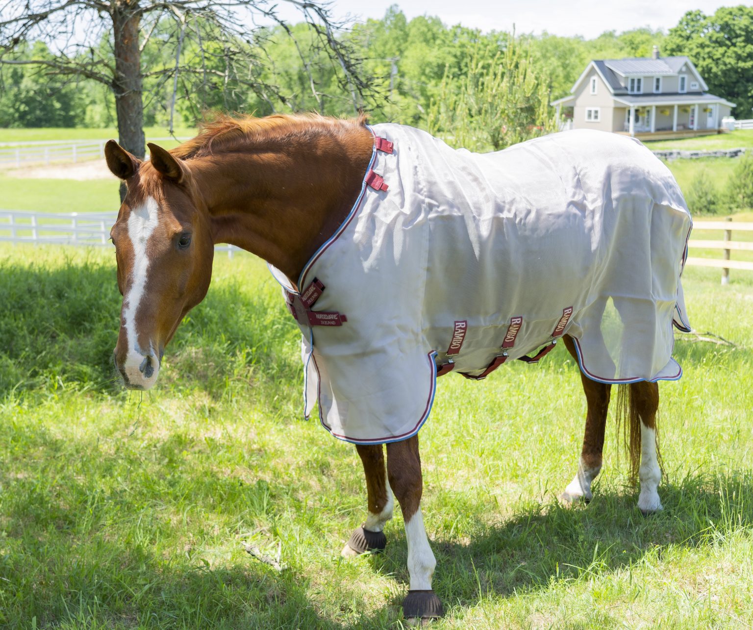 TPH Review: Rambo Protector Fly Sheet with Disc Front - The Plaid Horse ...