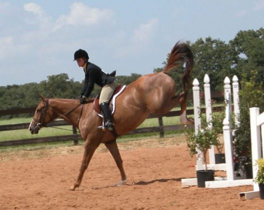 Worth The Wait: A Reorganization of Painful Childhood Horse Memories ...