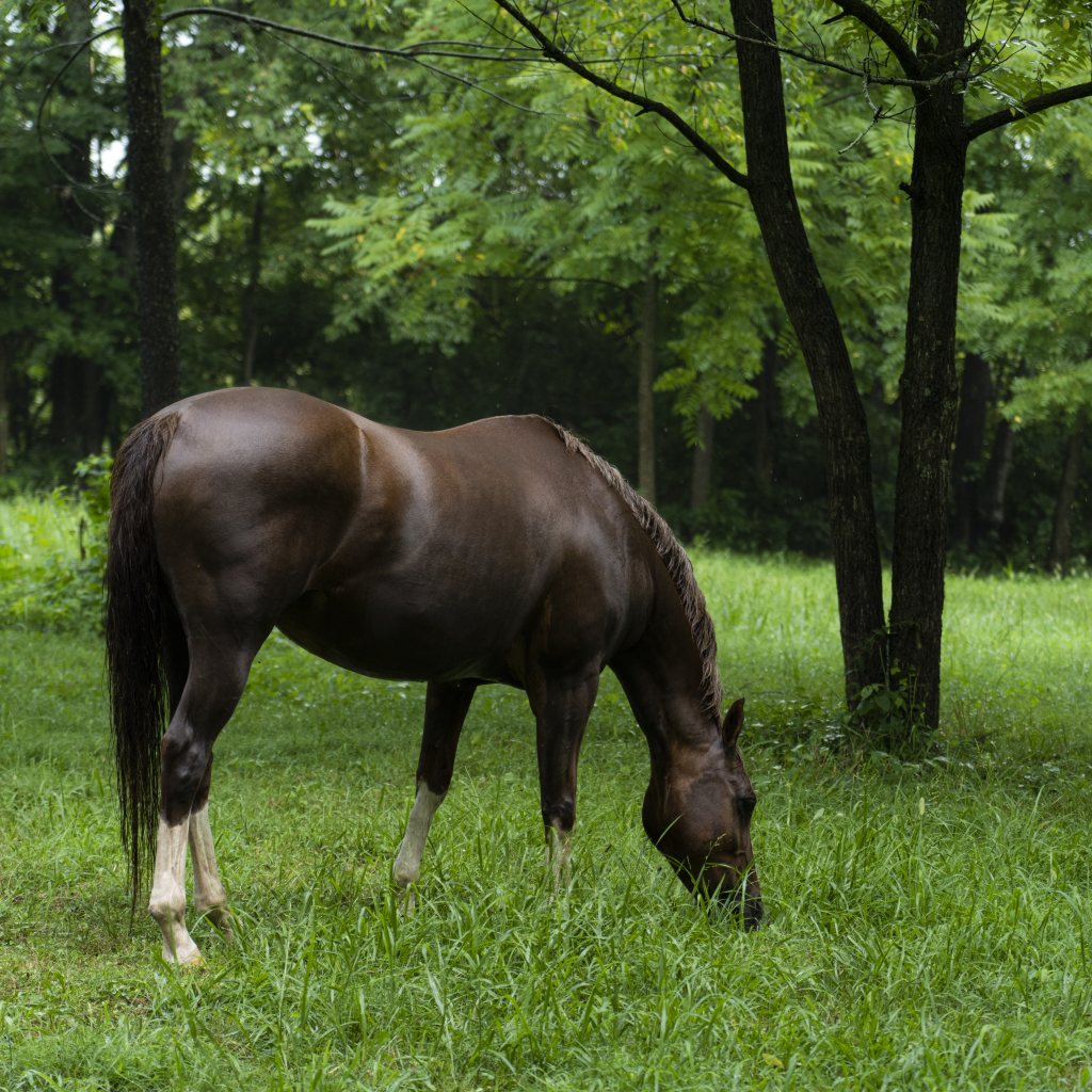 What is the Safest Time to Graze a Horse or Pony Who's at Risk of ...