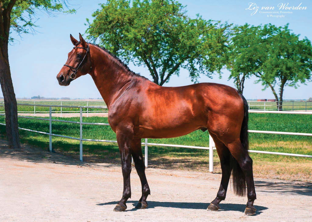 Willy Arts on the Spectacular KWPN Dutch Warmblood - The Plaid Horse ...