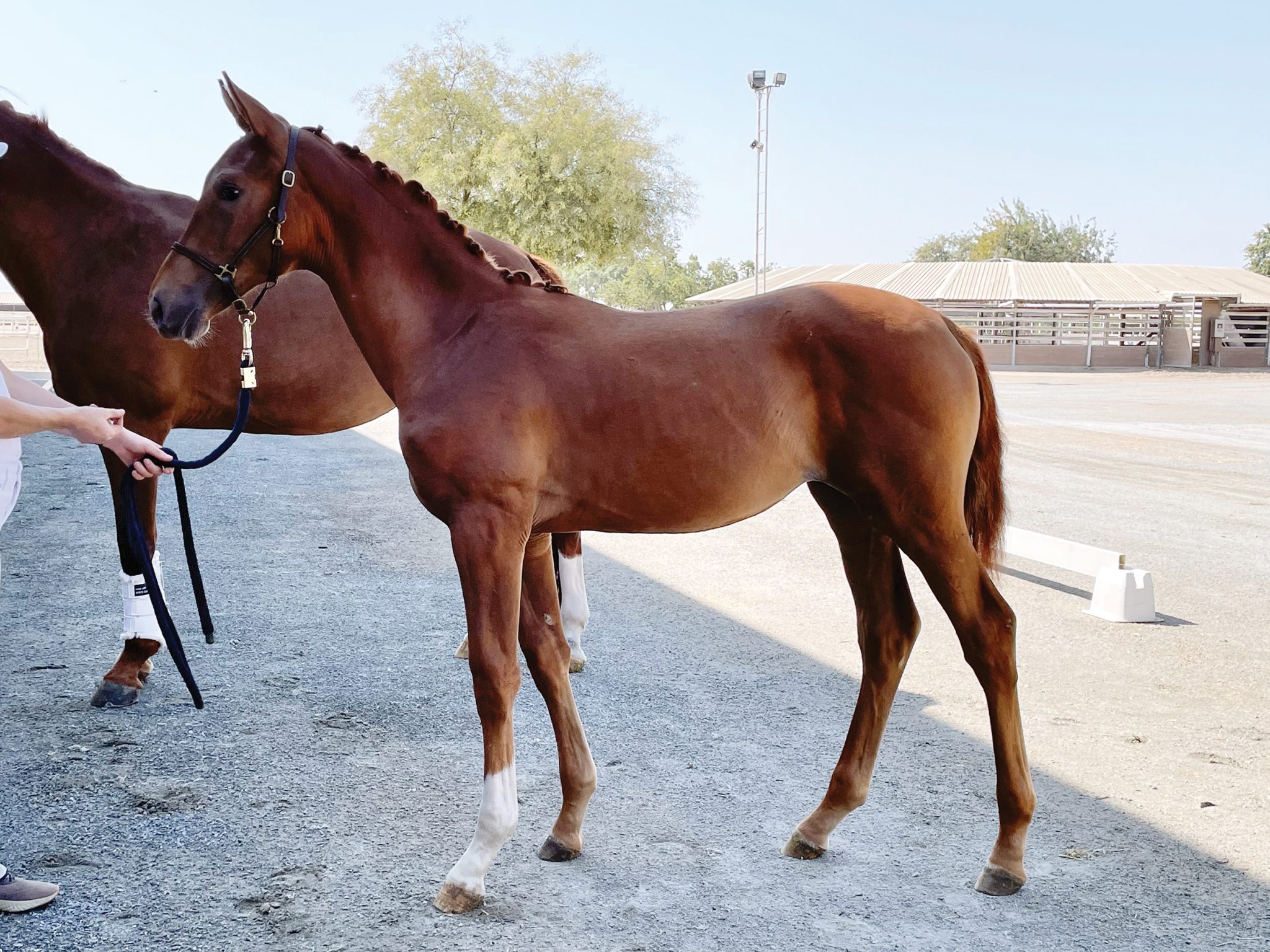 Willy Arts on the Spectacular KWPN Dutch Warmblood - The Plaid Horse ...
