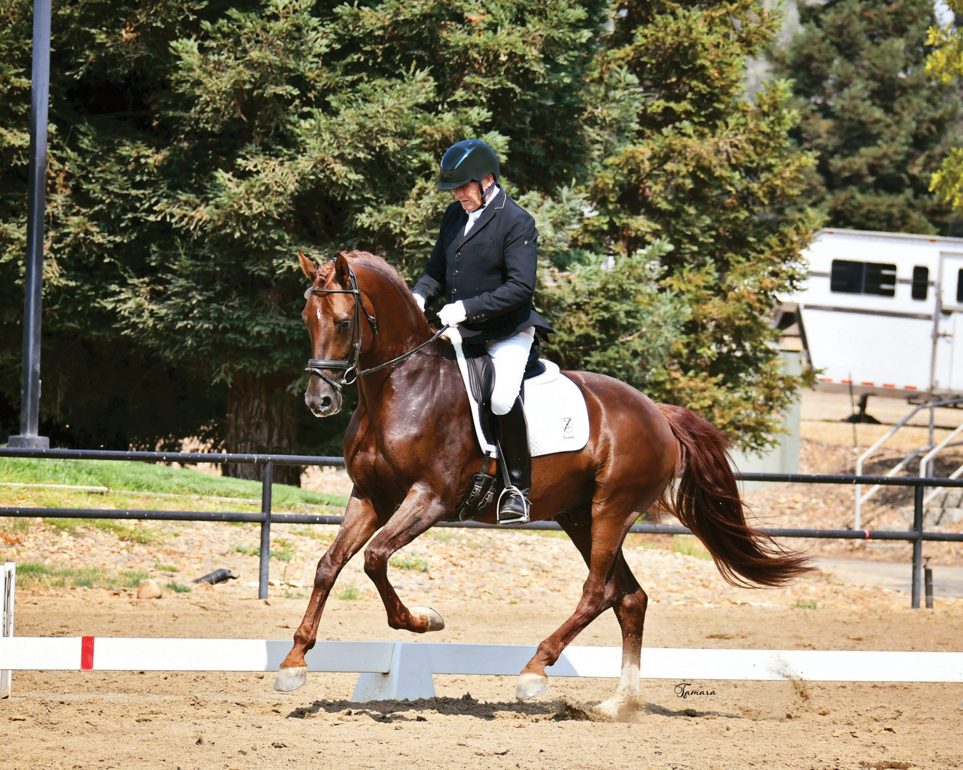 Willy Arts on the Spectacular KWPN Dutch Warmblood - The Plaid Horse ...