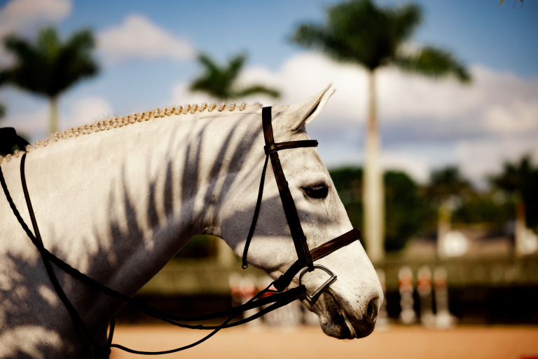 TPH Pre-Veterinary Camp Resource: 2025 - The Plaid Horse Magazine