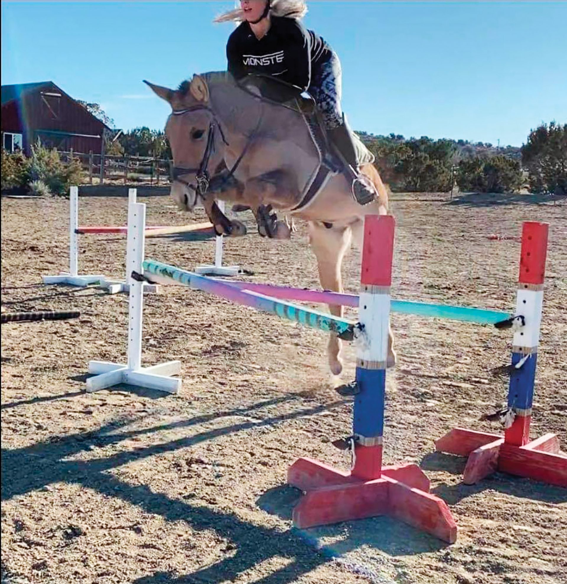 The Mule: Everything You Should Know About the Most Underrated Equines ...